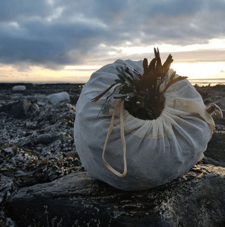 Scottish Seaweed: A Sustainable Superfood | Highland Good Food Partnership